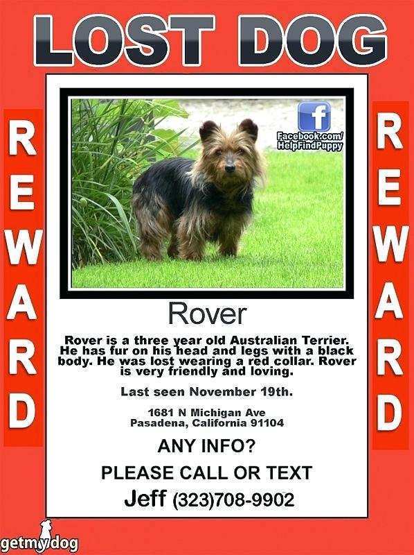 Missing Animal Flyer Template Cards Design Templates